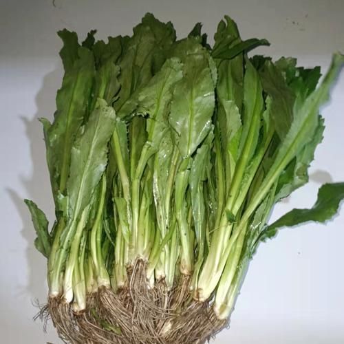 芫荽图片大全大图_芫荽长什么样-第1张图片-山城妙识