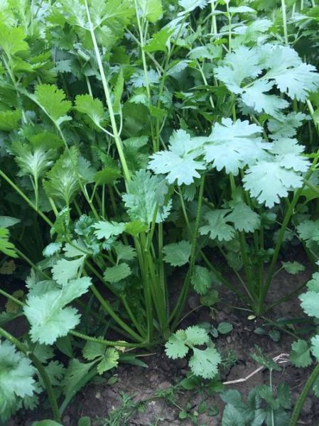 芫荽图片大全大图_芫荽长什么样-第3张图片-山城妙识