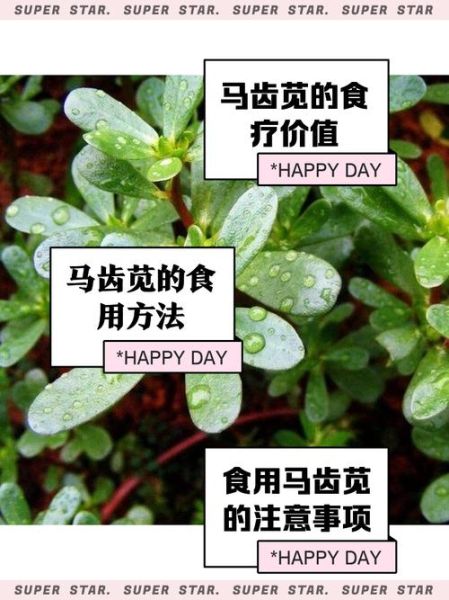 马齿苋的营养价值_马齿苋怎么吃最营养-第2张图片-山城妙识 马齿苋的营养价值_马齿苋怎么吃最营养-第2张图片-山城妙识