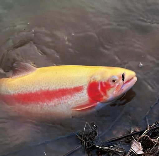 金鳟鱼养殖条件_金鳟鱼养殖利润怎么样-第3张图片-山城妙识 金鳟鱼养殖条件_金鳟鱼养殖利润怎么样-第3张图片-山城妙识