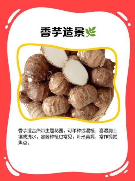 香芋的功效与作用_香芋怎么吃最健康-第3张图片-山城妙识