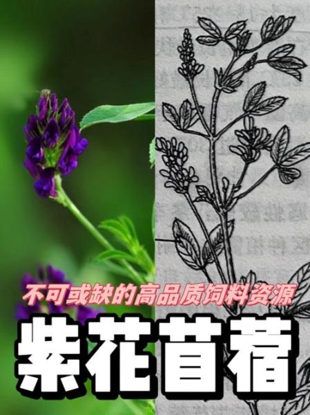 苜蓿草什么时候种_苜蓿草怎么种-第2张图片-山城妙识