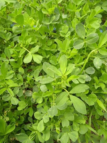 苜蓿草什么时候种_苜蓿草怎么种-第3张图片-山城妙识