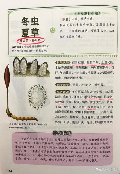 冬虫夏草的功效与作用_冬虫夏草的主治有哪些-第3张图片-山城妙识 冬虫夏草的功效与作用_冬虫夏草的主治有哪些-第3张图片-山城妙识