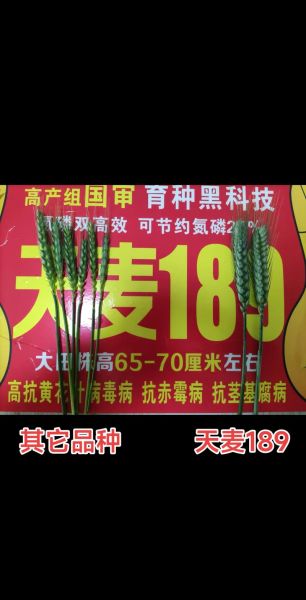 甜天麦为什么停产了_甜天麦停产原因-第1张图片-山城妙识 甜天麦为什么停产了_甜天麦停产原因-第1张图片-山城妙识