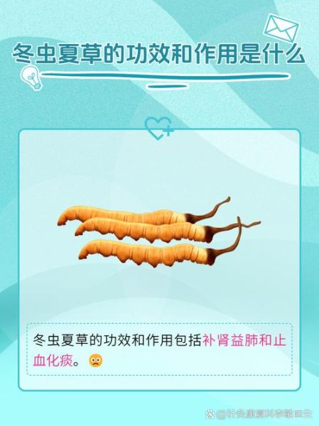 冬虫夏草的功效与作用_冬虫夏草的主治有哪些-第2张图片-山城妙识 冬虫夏草的功效与作用_冬虫夏草的主治有哪些-第2张图片-山城妙识