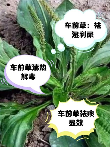车前草治疗尿路感染怎么喝_车前草用量一天多少克-第2张图片-山城妙识 车前草治疗尿路感染怎么喝_车前草用量一天多少克-第2张图片-山城妙识