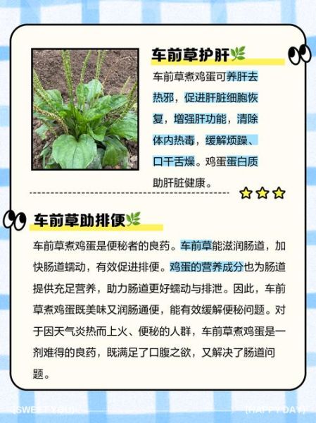 车前草治疗尿路感染怎么喝_车前草用量一天多少克-第1张图片-山城妙识 车前草治疗尿路感染怎么喝_车前草用量一天多少克-第1张图片-山城妙识