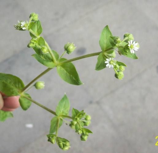 鹅肠草长什么样_鹅肠草的功效与作用-第3张图片-山城妙识 鹅肠草长什么样_鹅肠草的功效与作用-第3张图片-山城妙识