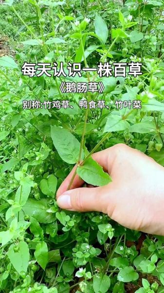 鹅肠草长什么样_鹅肠草的功效与作用-第1张图片-山城妙识 鹅肠草长什么样_鹅肠草的功效与作用-第1张图片-山城妙识