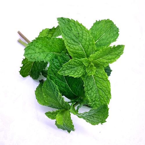 薄荷叶图片大全_如何辨别新鲜薄荷叶-第1张图片-山城妙识 薄荷叶图片大全_如何辨别新鲜薄荷叶-第1张图片-山城妙识