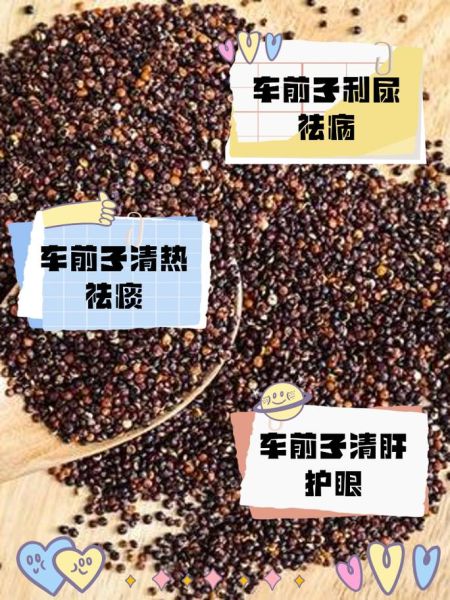 车前子壳粉的功效与作用_车前子壳粉的禁忌症-第2张图片-山城妙识