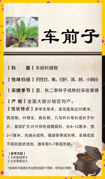 车前子壳粉的功效与作用_车前子壳粉的禁忌症-第3张图片-山城妙识