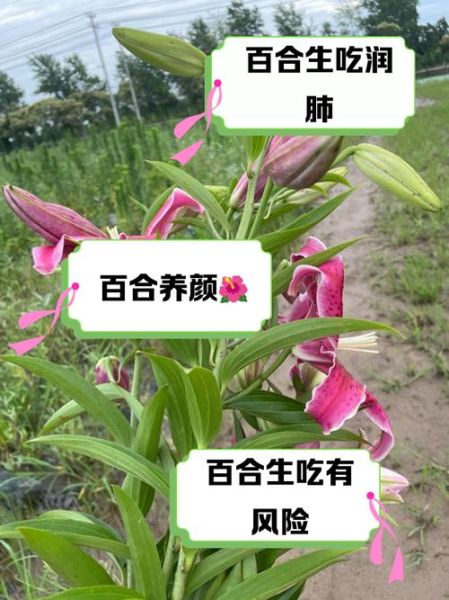 生百合的功效与作用_生百合怎么吃效果最好-第1张图片-山城妙识 生百合的功效与作用_生百合怎么吃效果最好-第1张图片-山城妙识