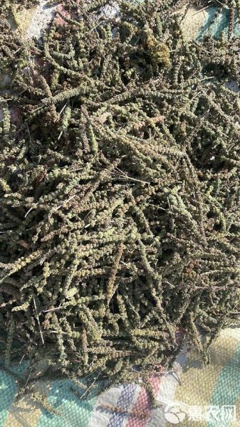 荆芥穗与荆芥区别功效与作用_荆芥穗能代替荆芥吗-第3张图片-山城妙识