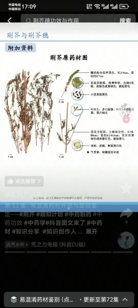 荆芥穗与荆芥区别功效与作用_荆芥穗能代替荆芥吗-第1张图片-山城妙识