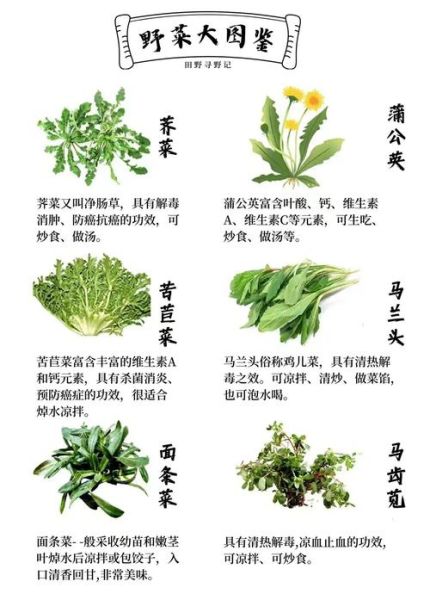 野菜大全图片_如何识别可食用野菜-第2张图片-山城妙识 野菜大全图片_如何识别可食用野菜-第2张图片-山城妙识