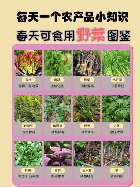 野菜大全图片_如何识别可食用野菜-第3张图片-山城妙识 野菜大全图片_如何识别可食用野菜-第3张图片-山城妙识