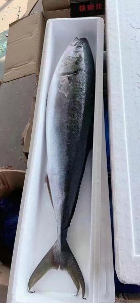 鲅鱼图片高清_鲅鱼高清图怎么拍-第1张图片-山城妙识