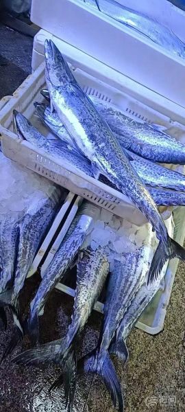 鲅鱼图片高清_鲅鱼高清图怎么拍-第3张图片-山城妙识