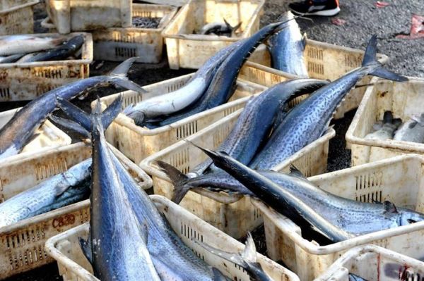 鲅鱼图片高清_鲅鱼高清图怎么拍-第2张图片-山城妙识