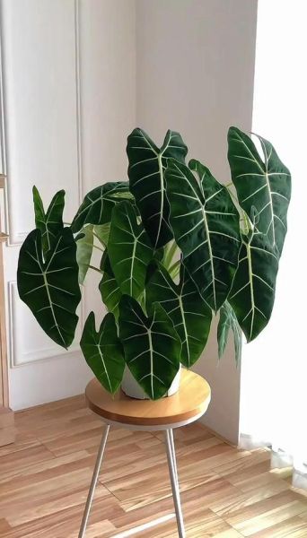 海芋图片有毒吗_室内养护海芋图片注意事项-第1张图片-山城妙识 海芋图片有毒吗_室内养护海芋图片注意事项-第1张图片-山城妙识