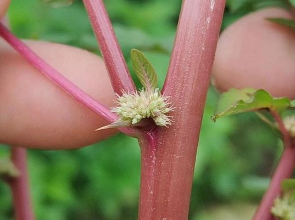 野苋菜在农村叫什么_野苋菜的土名有哪些-第1张图片-山城妙识