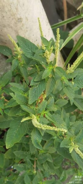 野苋菜在农村叫什么_野苋菜的土名有哪些-第3张图片-山城妙识