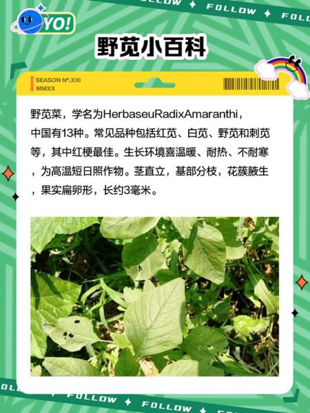 野苋菜在农村叫什么_野苋菜的土名有哪些-第2张图片-山城妙识