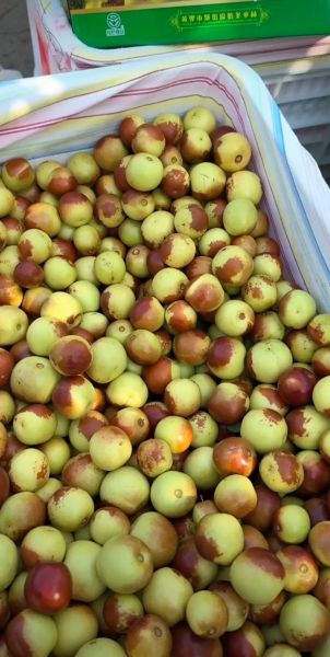 河北沧州有什么特产_沧州十大特产有哪些-第1张图片-山城妙识