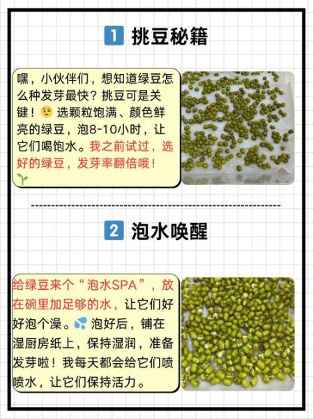 绿豆怎么发芽最快_绿豆发芽最快的方法-第1张图片-山城妙识