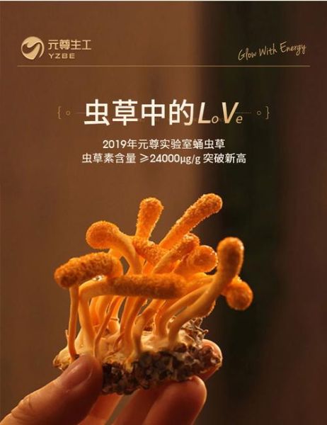 蚕蛹虫草的功效与作用_蚕蛹虫草怎么吃效果最好-第1张图片-山城妙识