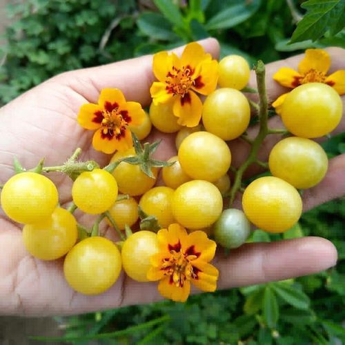 醋栗番茄怎么种_醋栗番茄好吃吗-第1张图片-山城妙识 醋栗番茄怎么种_醋栗番茄好吃吗-第1张图片-山城妙识