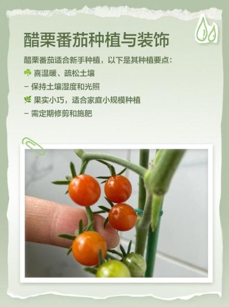 醋栗番茄怎么种_醋栗番茄好吃吗-第2张图片-山城妙识 醋栗番茄怎么种_醋栗番茄好吃吗-第2张图片-山城妙识