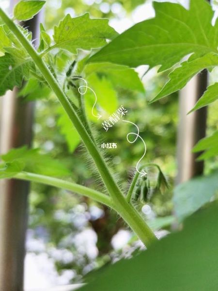 醋栗番茄怎么种_醋栗番茄好吃吗-第3张图片-山城妙识 醋栗番茄怎么种_醋栗番茄好吃吗-第3张图片-山城妙识