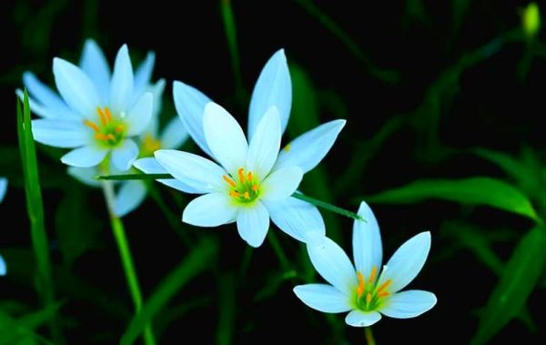 葱兰花期多久_葱兰一年开几次花-第3张图片-山城妙识 葱兰花期多久_葱兰一年开几次花-第3张图片-山城妙识