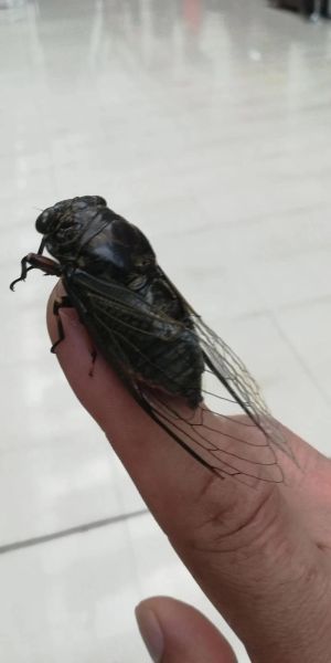 知了能活多久_知了寿命有多长-第3张图片-山城妙识 知了能活多久_知了寿命有多长-第3张图片-山城妙识