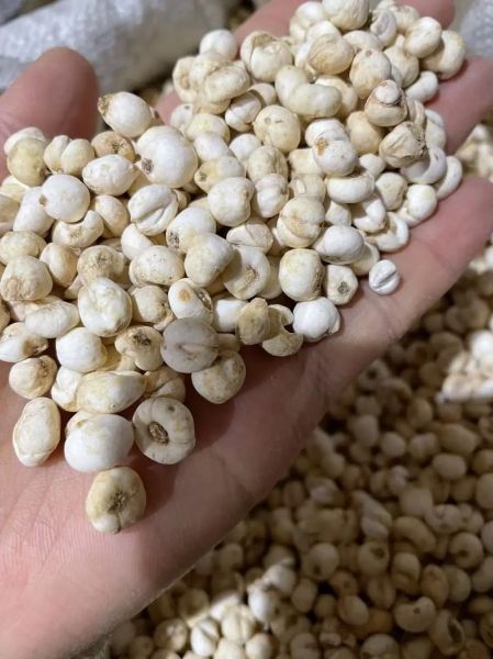 贝母蒸梨怎么做_贝母蒸梨有什么功效-第3张图片-山城妙识 贝母蒸梨怎么做_贝母蒸梨有什么功效-第3张图片-山城妙识