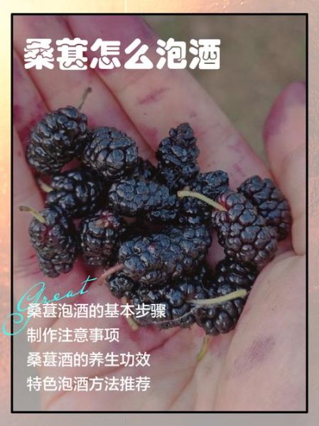 黑桑葚泡酒的功效与作用_黑桑葚泡酒怎么泡才正确-第3张图片-山城妙识 黑桑葚泡酒的功效与作用_黑桑葚泡酒怎么泡才正确-第3张图片-山城妙识