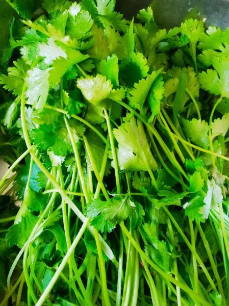 香菜馅饺子香菜用焯水吗_香菜不焯水会苦吗-第2张图片-山城妙识 香菜馅饺子香菜用焯水吗_香菜不焯水会苦吗-第2张图片-山城妙识