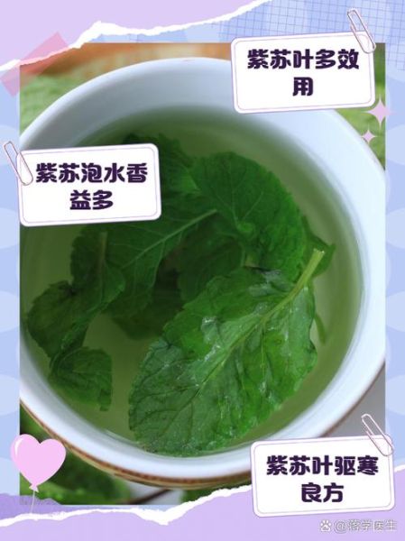 紫苏叶晒干有什么功效_紫苏叶晒干后怎么泡水喝-第1张图片-山城妙识 紫苏叶晒干有什么功效_紫苏叶晒干后怎么泡水喝-第1张图片-山城妙识