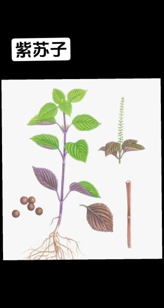 紫苏子能止咳吗_紫苏子怎么吃效果好-第2张图片-山城妙识 紫苏子能止咳吗_紫苏子怎么吃效果好-第2张图片-山城妙识