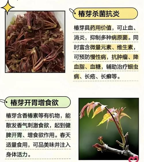 香椿芽的营养价值_香椿芽的药用价值-第3张图片-山城妙识