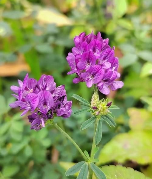 苜蓿哪些人不能吃_苜蓿禁忌人群有哪些-第1张图片-山城妙识 苜蓿哪些人不能吃_苜蓿禁忌人群有哪些-第1张图片-山城妙识