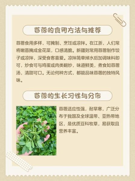 苜蓿哪些人不能吃_苜蓿禁忌人群有哪些-第2张图片-山城妙识 苜蓿哪些人不能吃_苜蓿禁忌人群有哪些-第2张图片-山城妙识