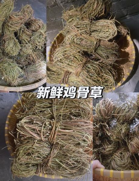 鸡骨草清热祛湿汤怎么做_鸡骨草汤适合什么人喝-第3张图片-山城妙识 鸡骨草清热祛湿汤怎么做_鸡骨草汤适合什么人喝-第3张图片-山城妙识