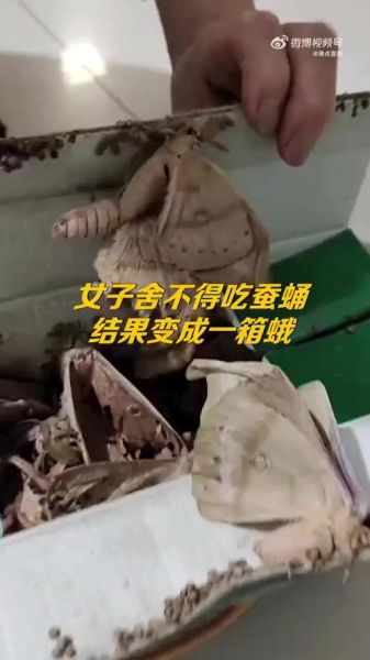 蚕蛹多久变成蛾_蚕蛹变蛾全过程-第2张图片-山城妙识 蚕蛹多久变成蛾_蚕蛹变蛾全过程-第2张图片-山城妙识