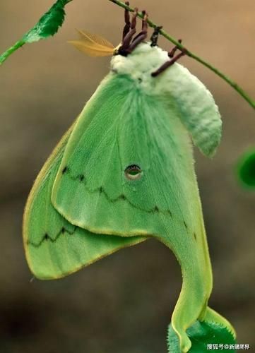 蚕蛹多久变成蛾_蚕蛹变蛾全过程-第3张图片-山城妙识 蚕蛹多久变成蛾_蚕蛹变蛾全过程-第3张图片-山城妙识