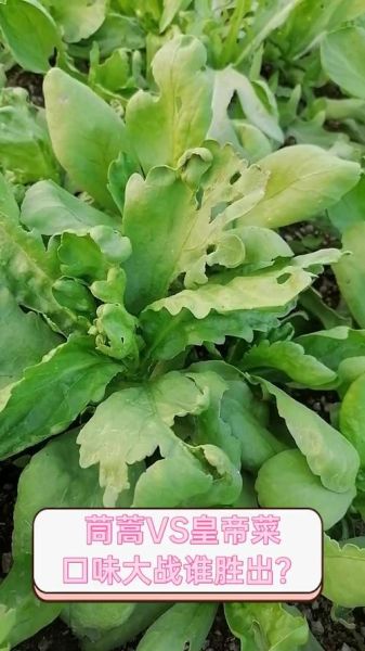 皇帝菜和茼蒿的区别_皇帝菜和茼蒿图片对比-第1张图片-山城妙识