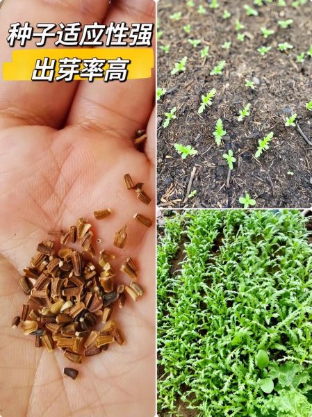 皇帝菜和茼蒿的区别_皇帝菜和茼蒿图片对比-第3张图片-山城妙识